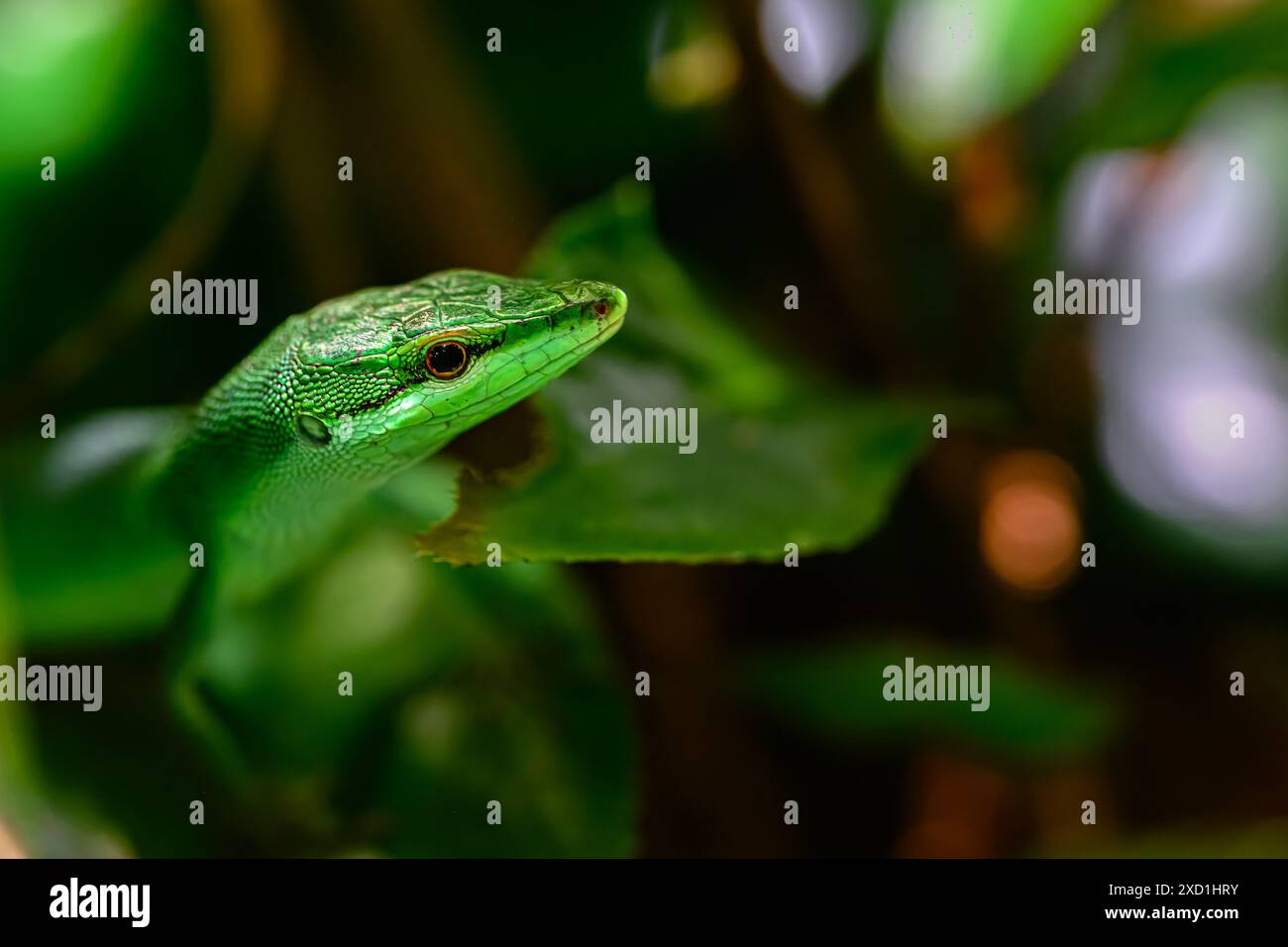 The sakishima hi-res stock photography and images - Alamy