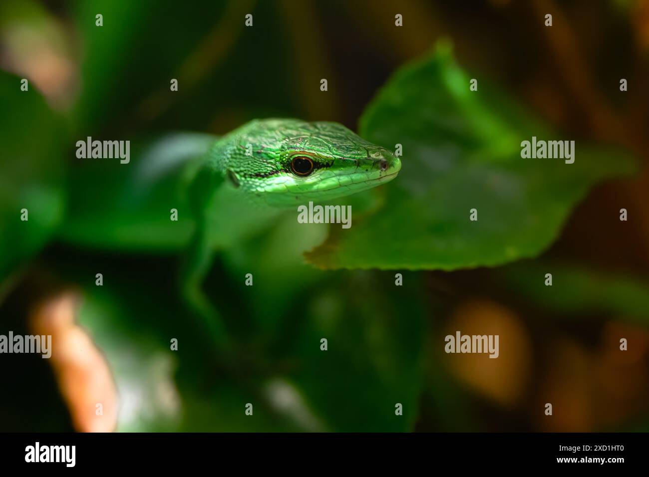 Sakishima Grass Lizard (Takydromus dorsalis Stock Photo - Alamy