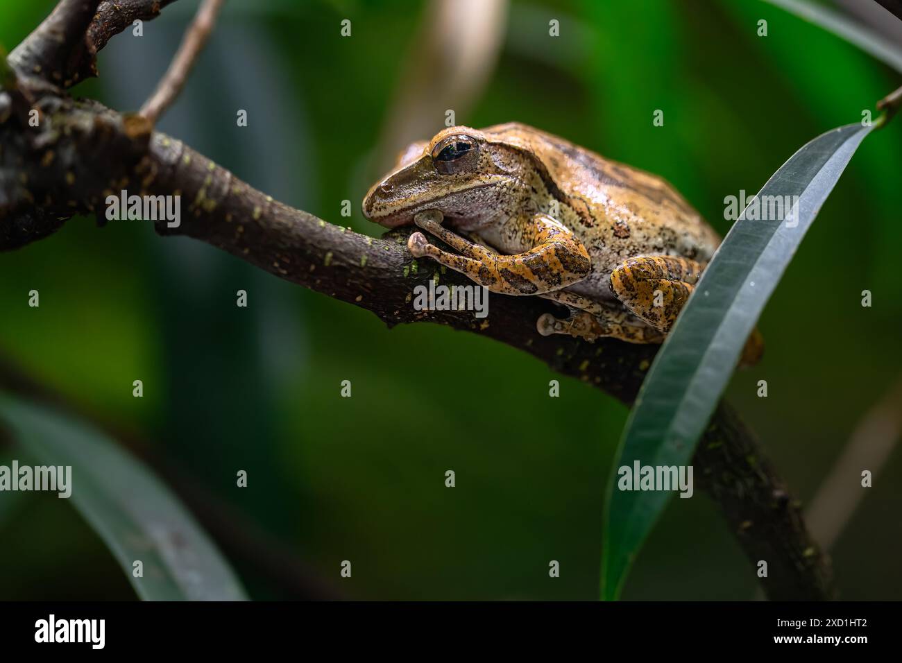 Spot-legged Tree Frog (Polypedates megacephalus Stock Photo - Alamy