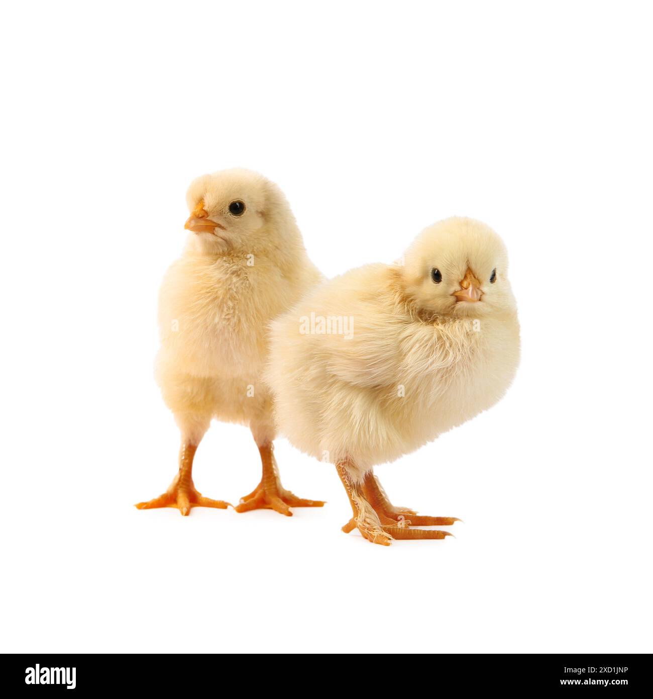 Two cute chicks isolated on white. Baby animals Stock Photo - Alamy