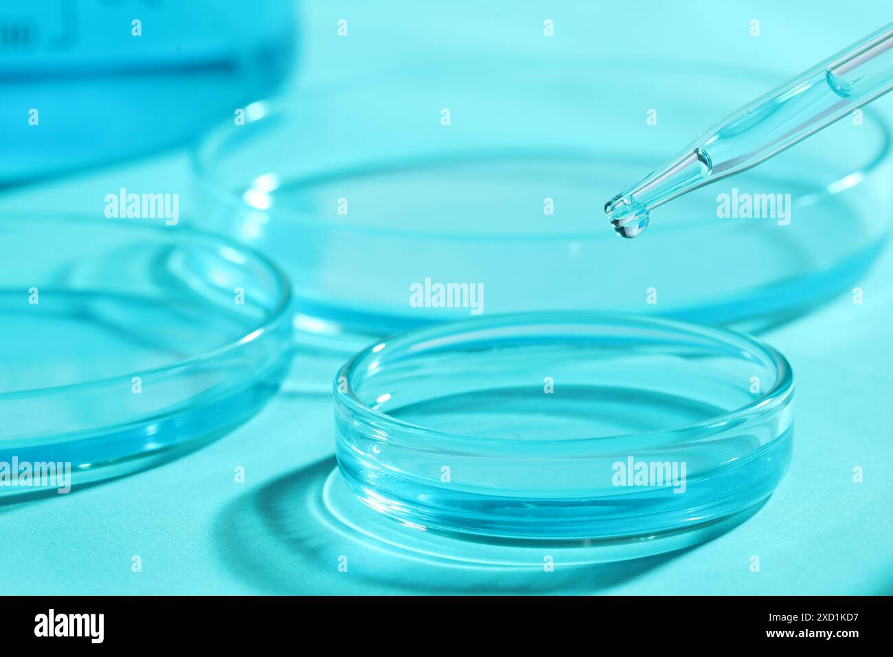 Dripping liquid from pipette into petri dish at light blue table ...