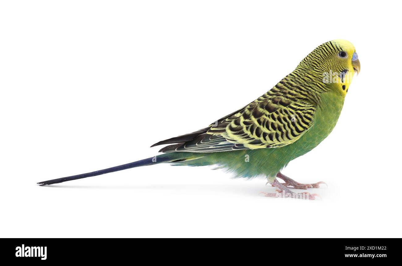 Beautiful bright parrot on white background. Exotic pet Stock Photo - Alamy