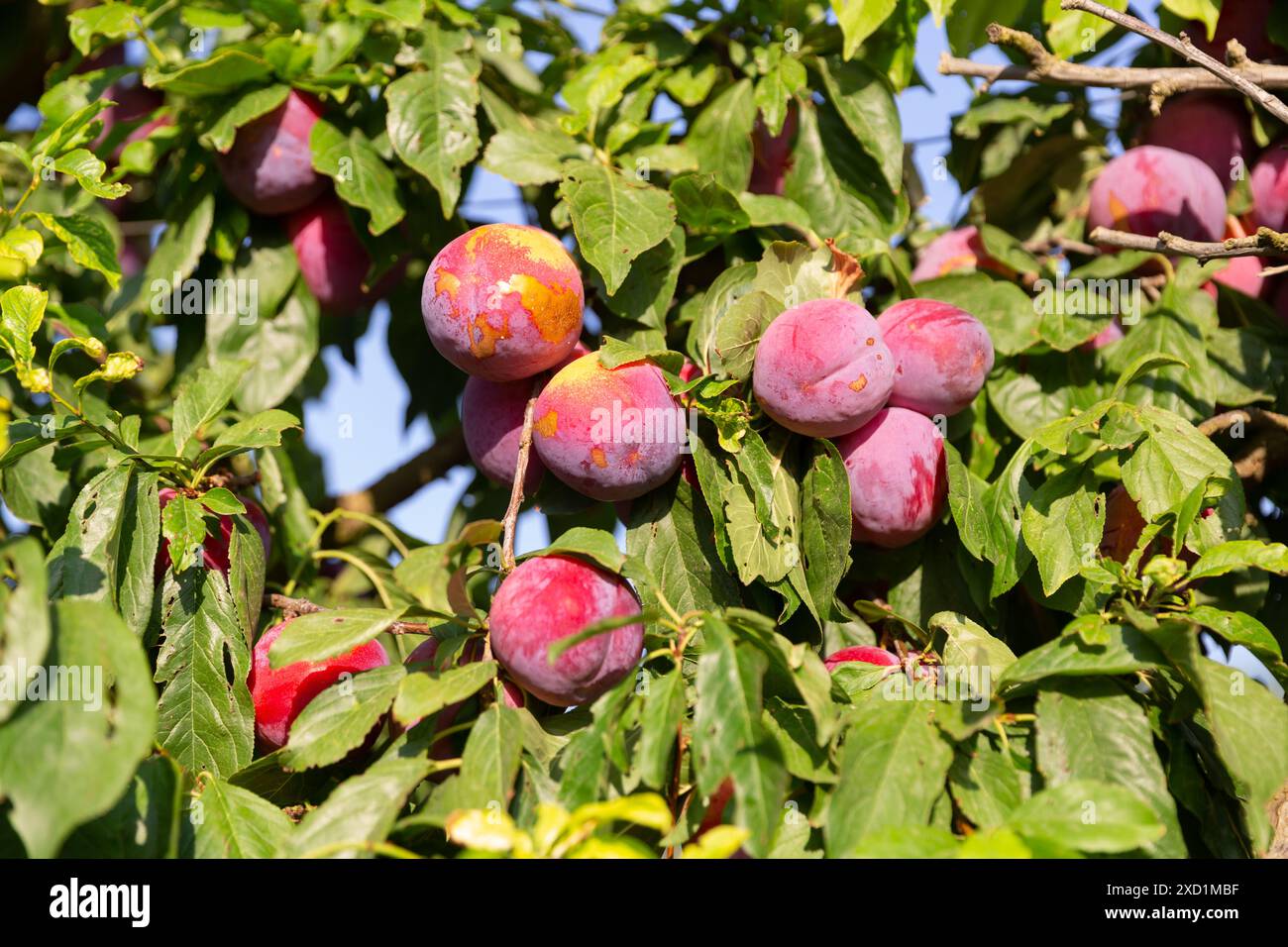 Plums hanging from trees Stock Photo - Alamy