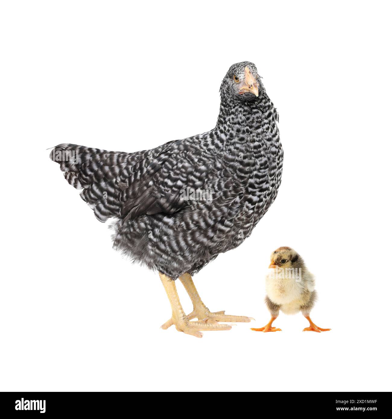 Chicken with cute chick on white background Stock Photo - Alamy