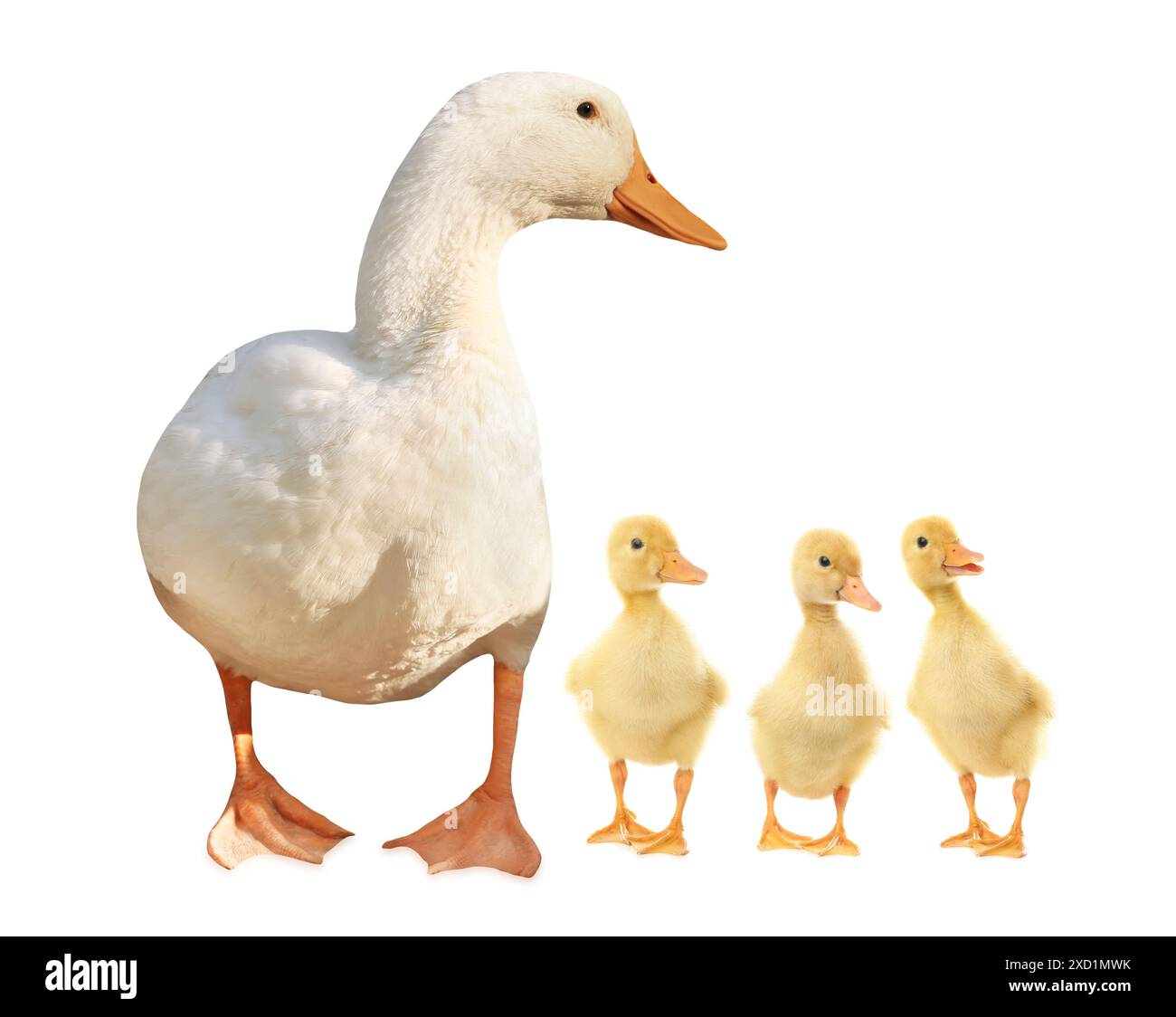 Duck and small fluffy ducklings on white background Stock Photo - Alamy