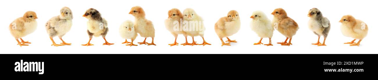 Cute fluffy chicks on white background. Baby animals Stock Photo - Alamy