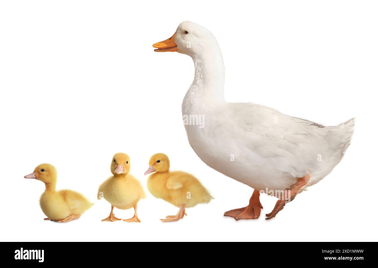 Duck and small fluffy ducklings on white background Stock Photo - Alamy