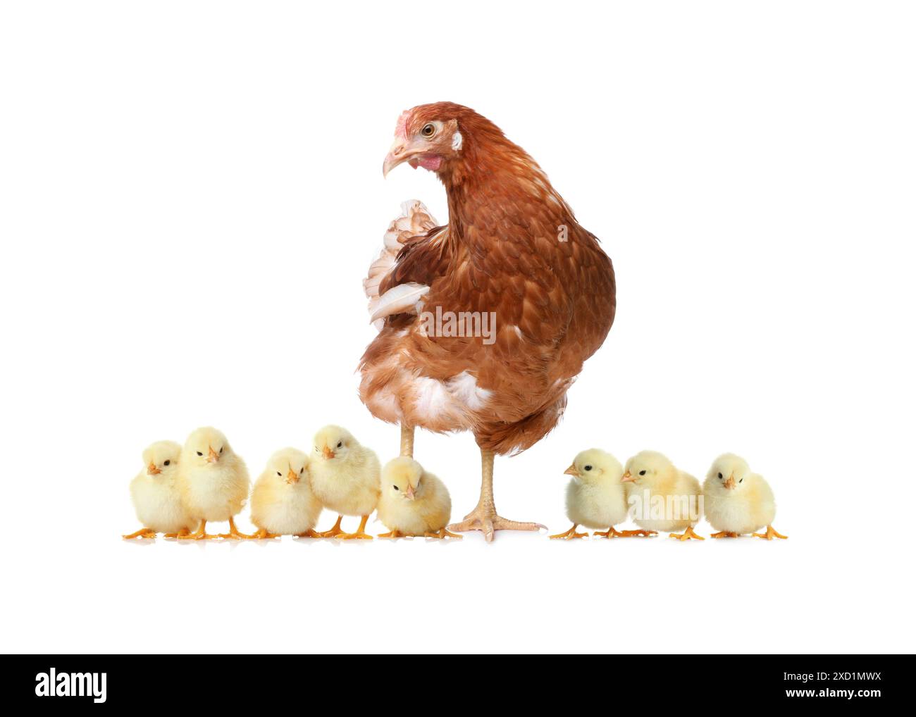 Chicken with cute chicks on white background Stock Photo - Alamy