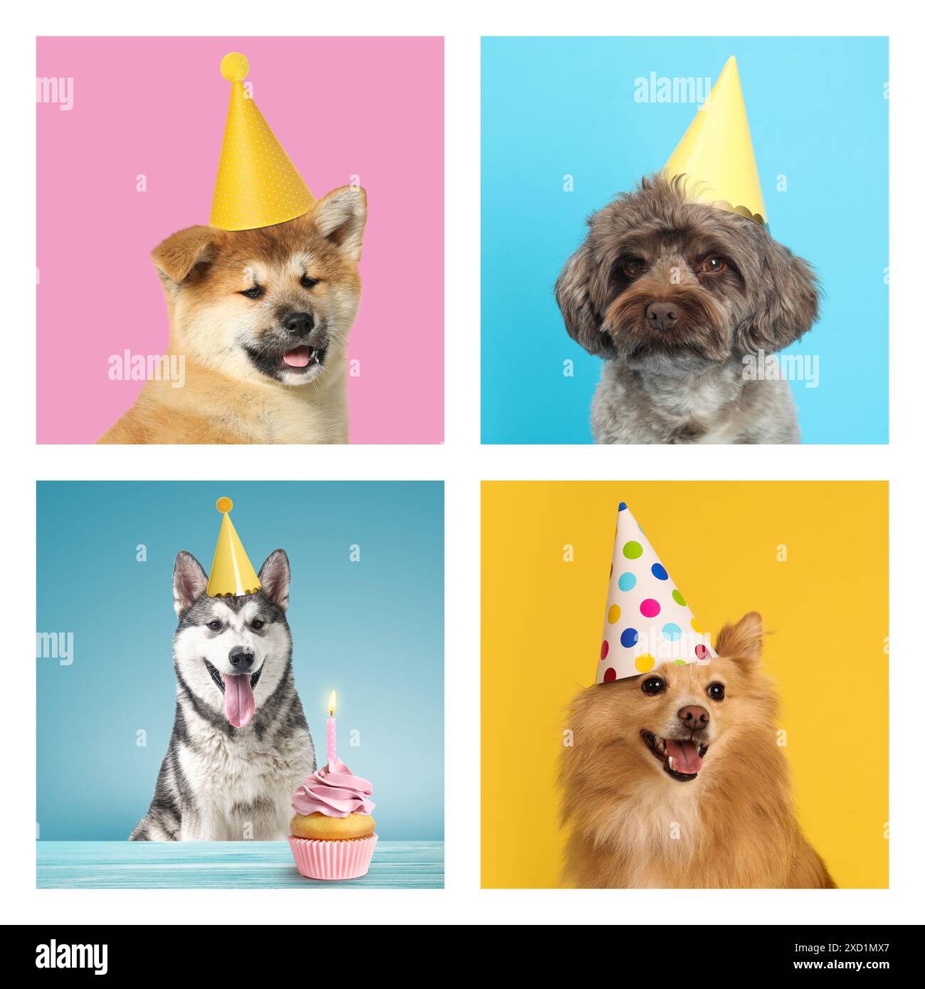 Cute birthday dogs in party hats on different color backgrounds ...