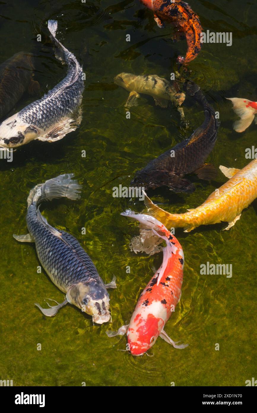 Japanese Tea House Pond And Koi Bhuts (@bhutsinthebay) Explore The