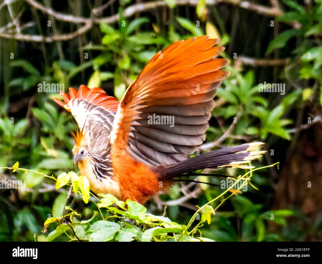 Hoatzin (Opisthocomus hoazin) photographed on the Rio Purus, a ...