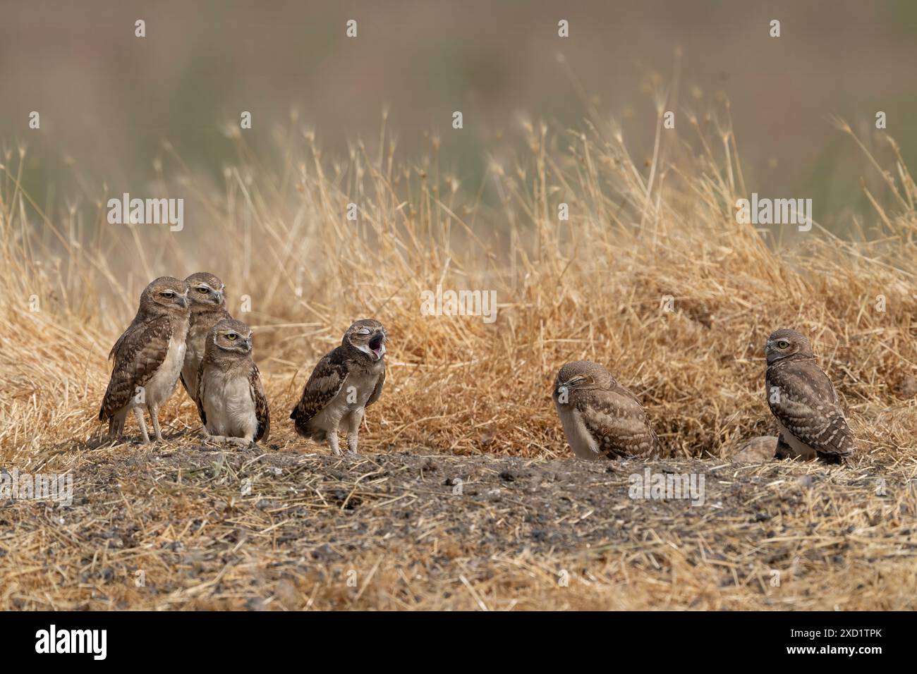 Burrowing owl nestlings at their burrow in Utah Stock Photo - Alamy