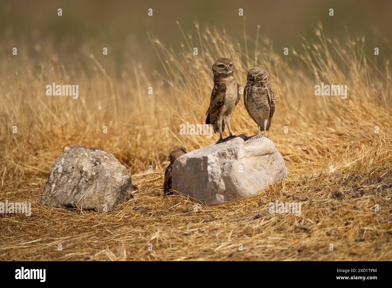 Adult and young burrowing owls at a nest site in Utah Stock Photo - Alamy
