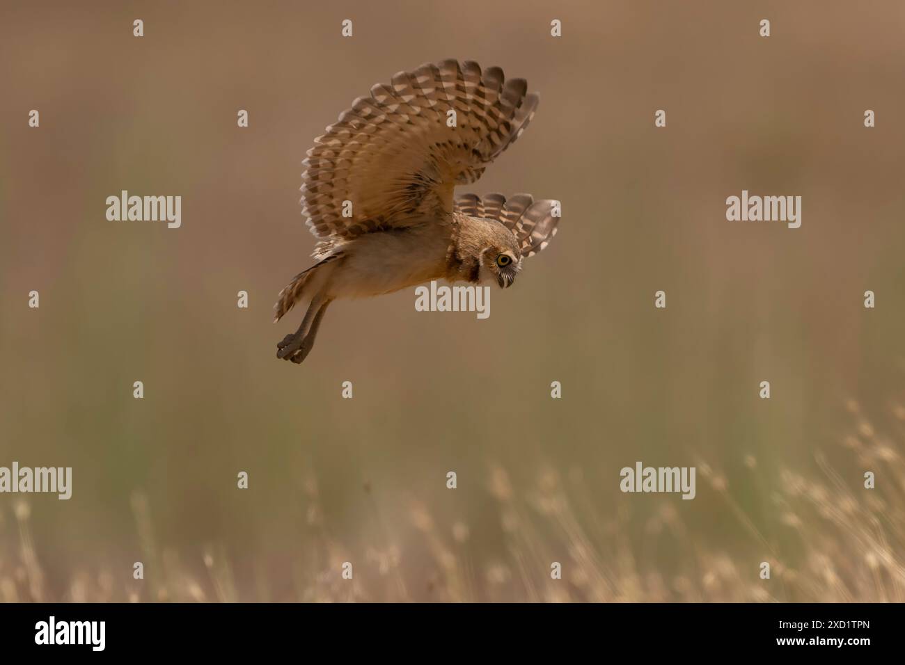 Bird hunting in north hi-res stock photography and images - Alamy