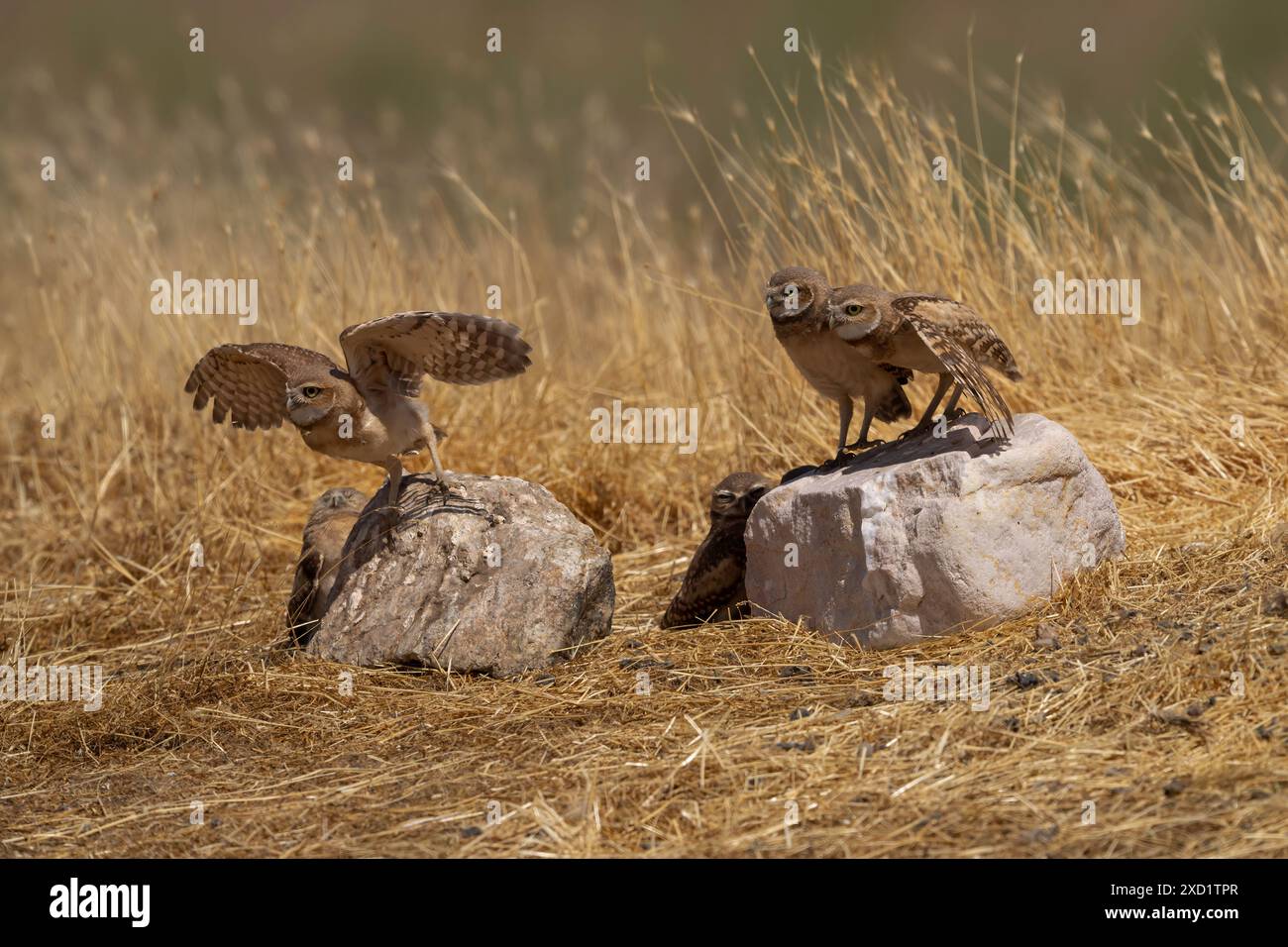 Burrowing owls burrow hi-res stock photography and images - Alamy