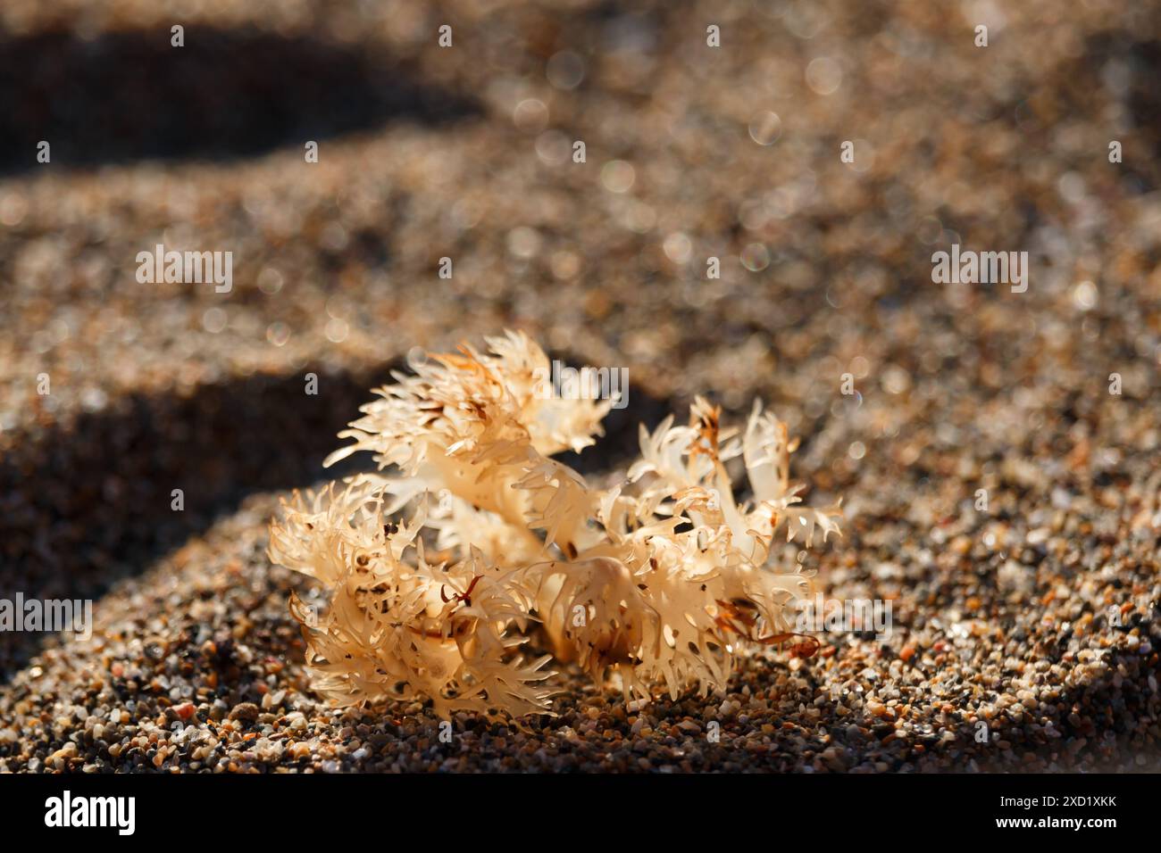 close up of yellow seaweed plant on sandy beach Stock Photo - Alamy