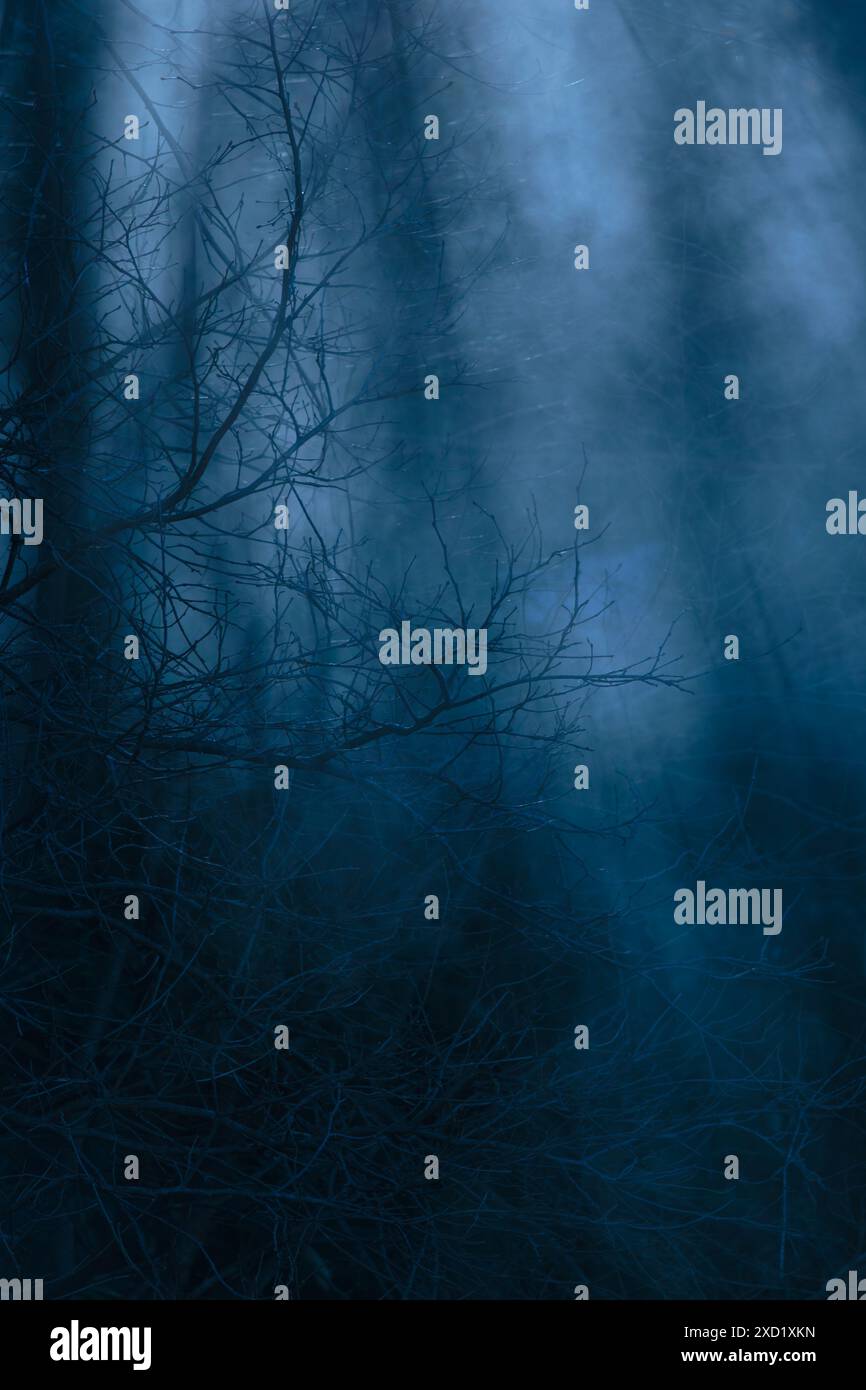 Moonlight and spooky blue mist in a dark creepy forest Stock Photo - Alamy