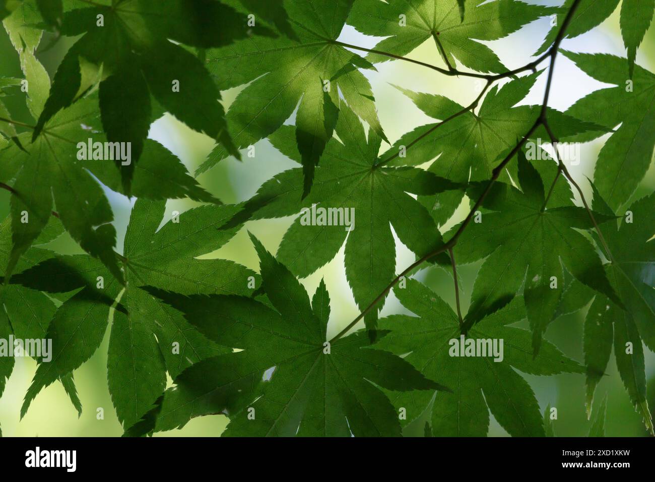 back lit green maple leaves spring background Stock Photo - Alamy