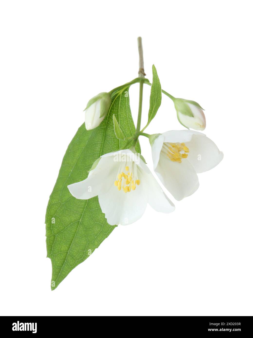 Branch of jasmine flowers and leaves isolated on white Stock Photo - Alamy