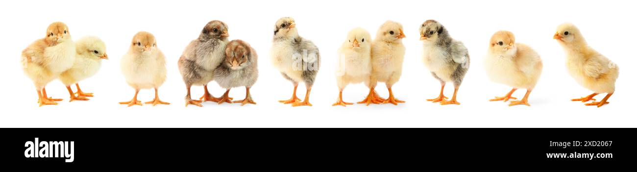 Cute fluffy chicks on white background. Baby animals Stock Photo - Alamy