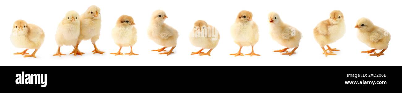 Cute fluffy chicks on white background. Baby animals Stock Photo - Alamy