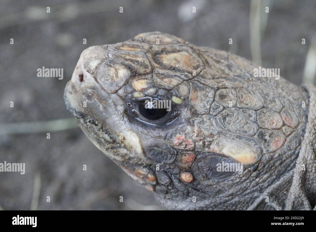 Redfoot Tortoise Head Photographs macro detail Stock Photo - Alamy
