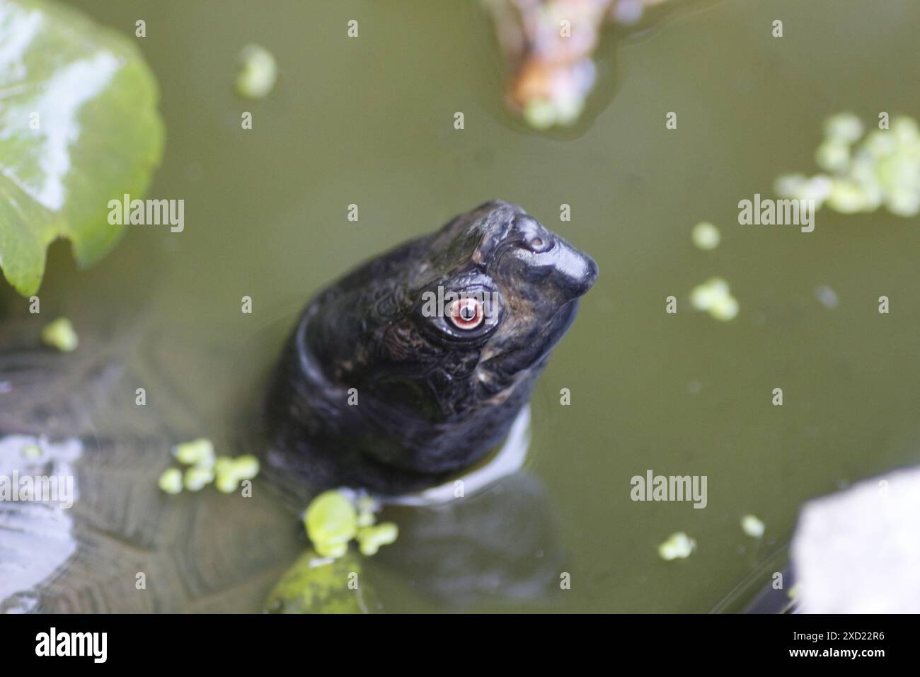 Male Terrapene Carolina Major (Gulf Coast Box Turtle) lounging in a ...