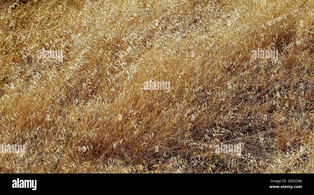 dry vegetation at Quarry Lakes Regional Recreation Area, Fremont ...