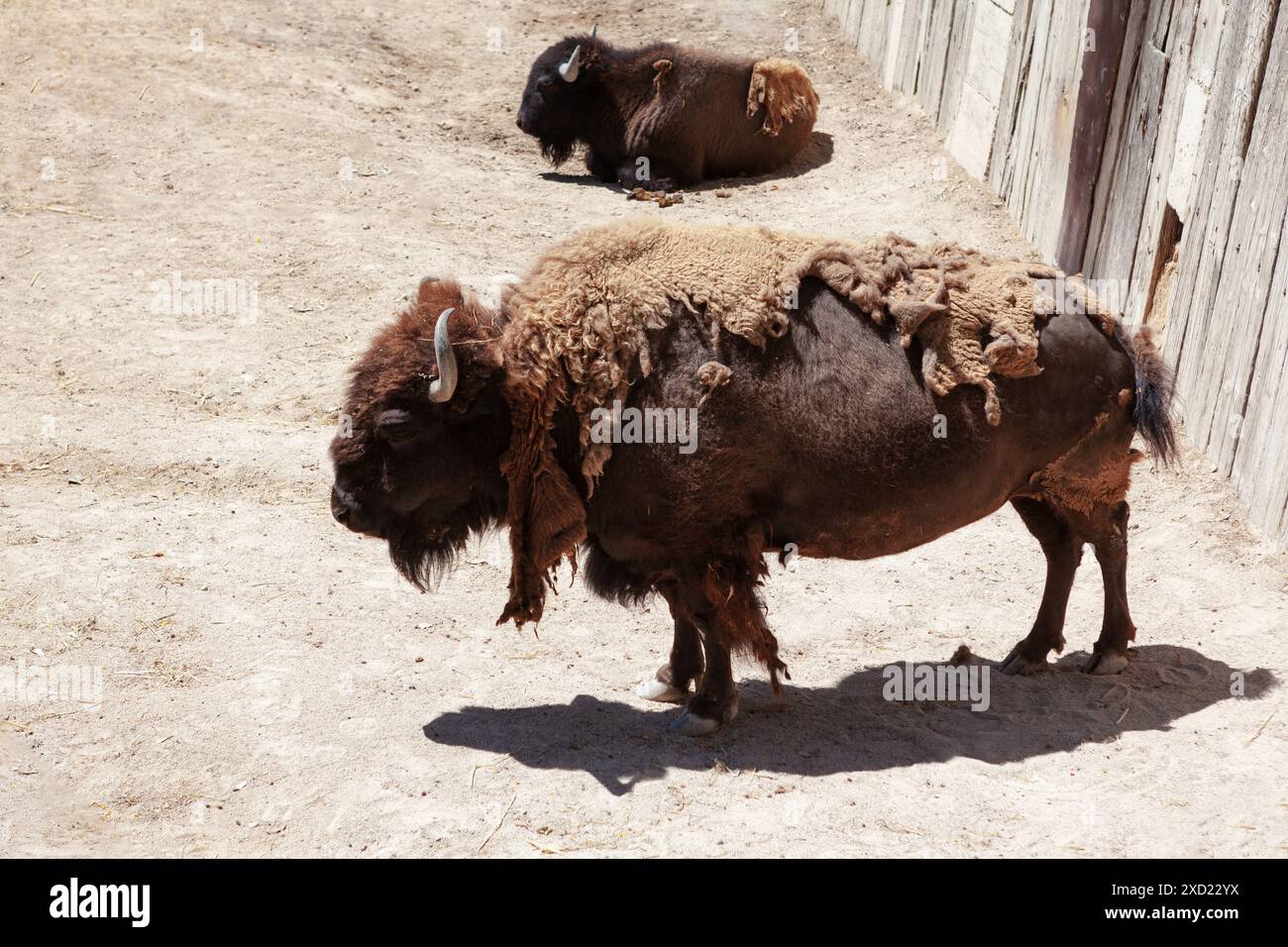 American Bison at farm. Bison Bonasus. Wild life animal Stock Photo - Alamy