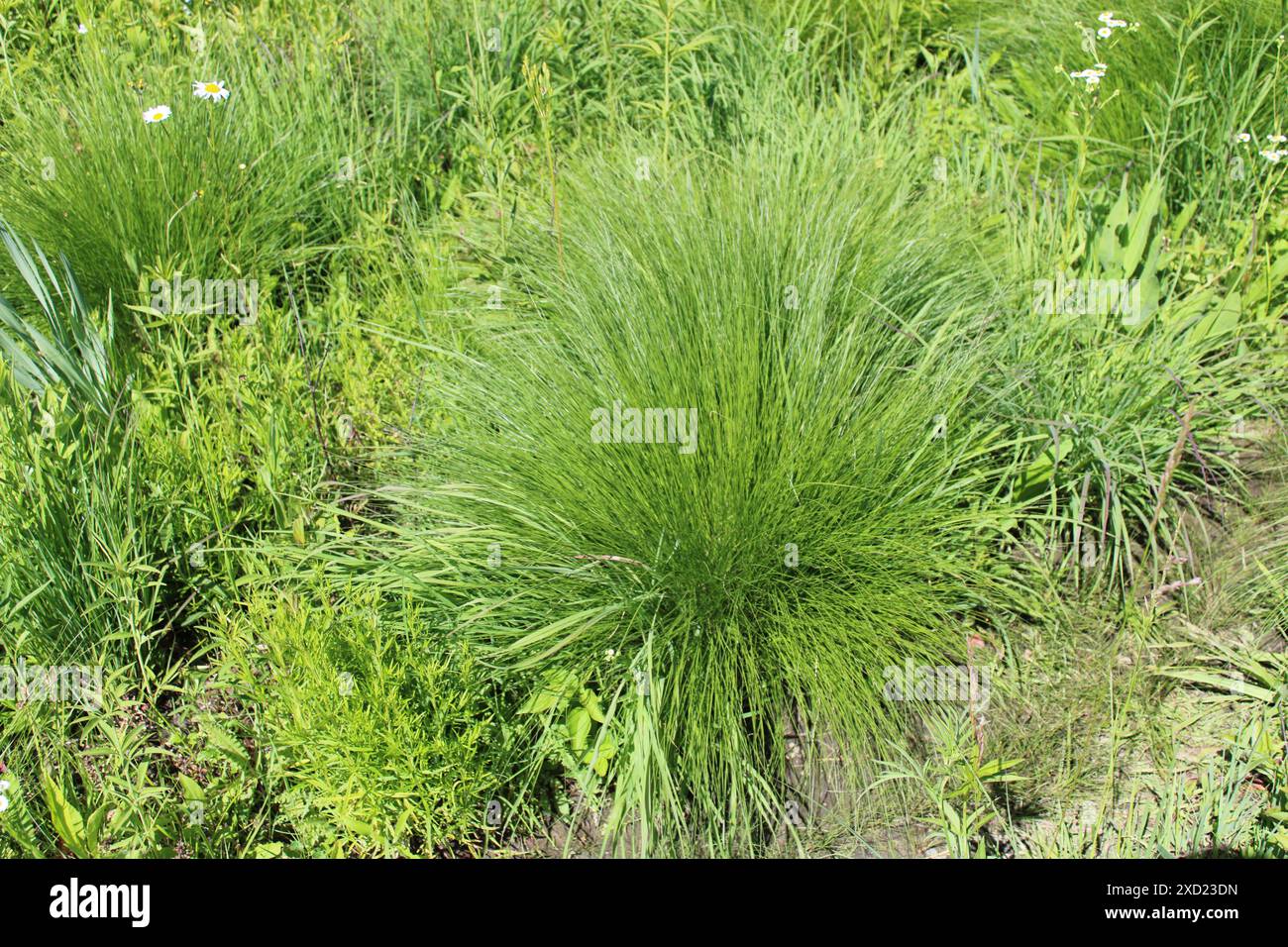 Prairie drop seed hi-res stock photography and images - Alamy