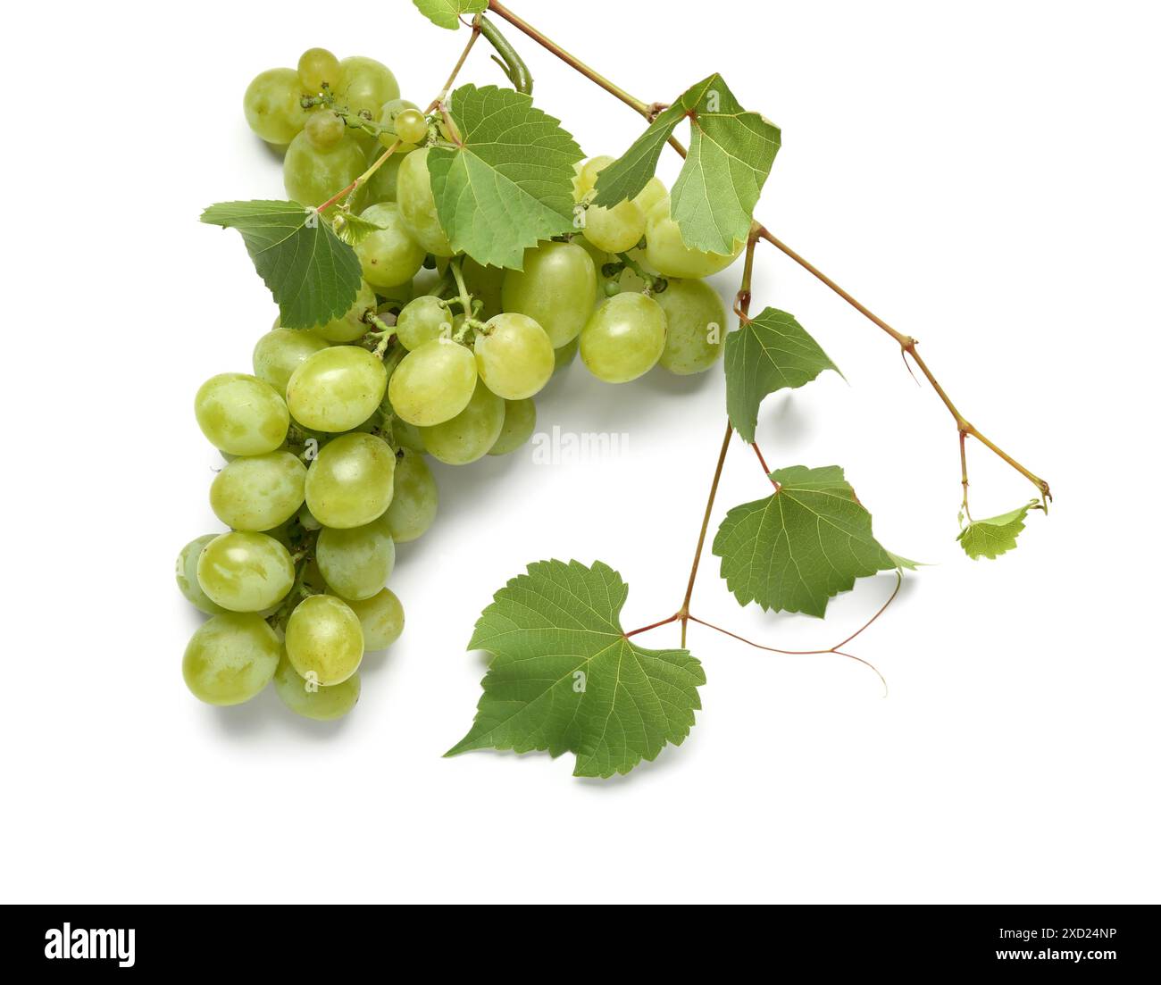 Sweet green grapes with leaves on white background Stock Photo - Alamy
