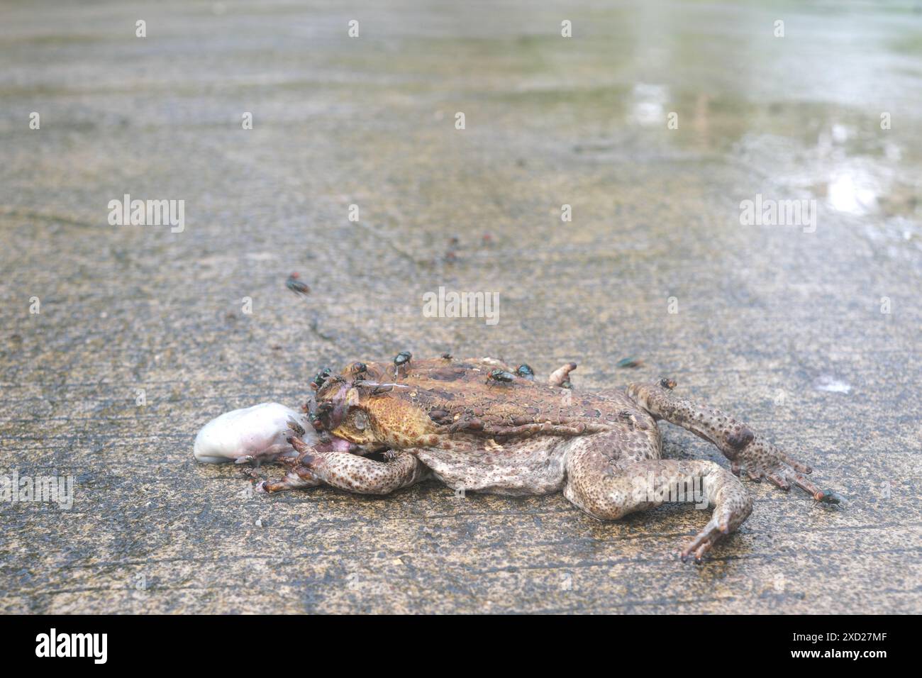 Toad crushed hi-res stock photography and images - Alamy