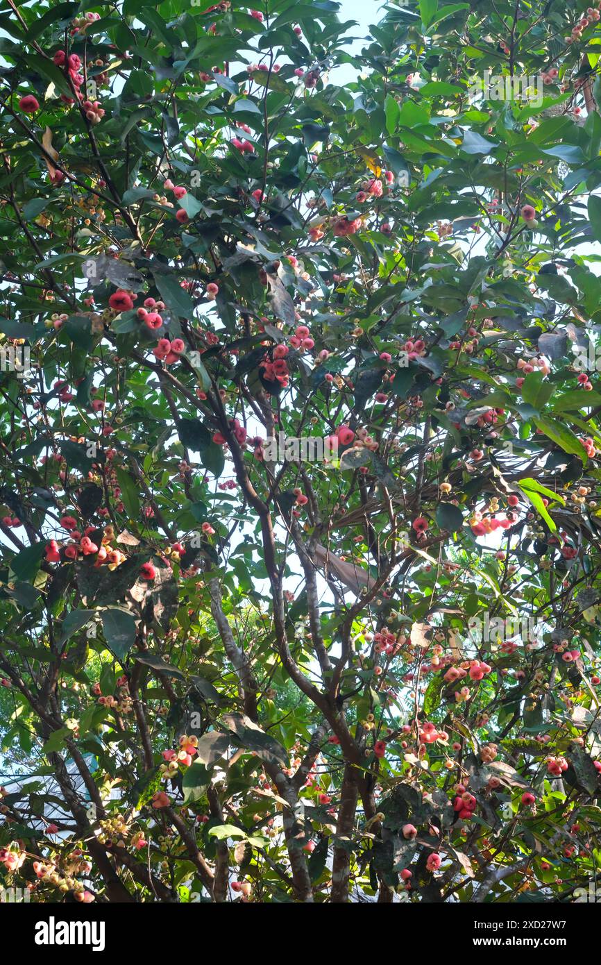 Rose apple juice hi-res stock photography and images - Alamy