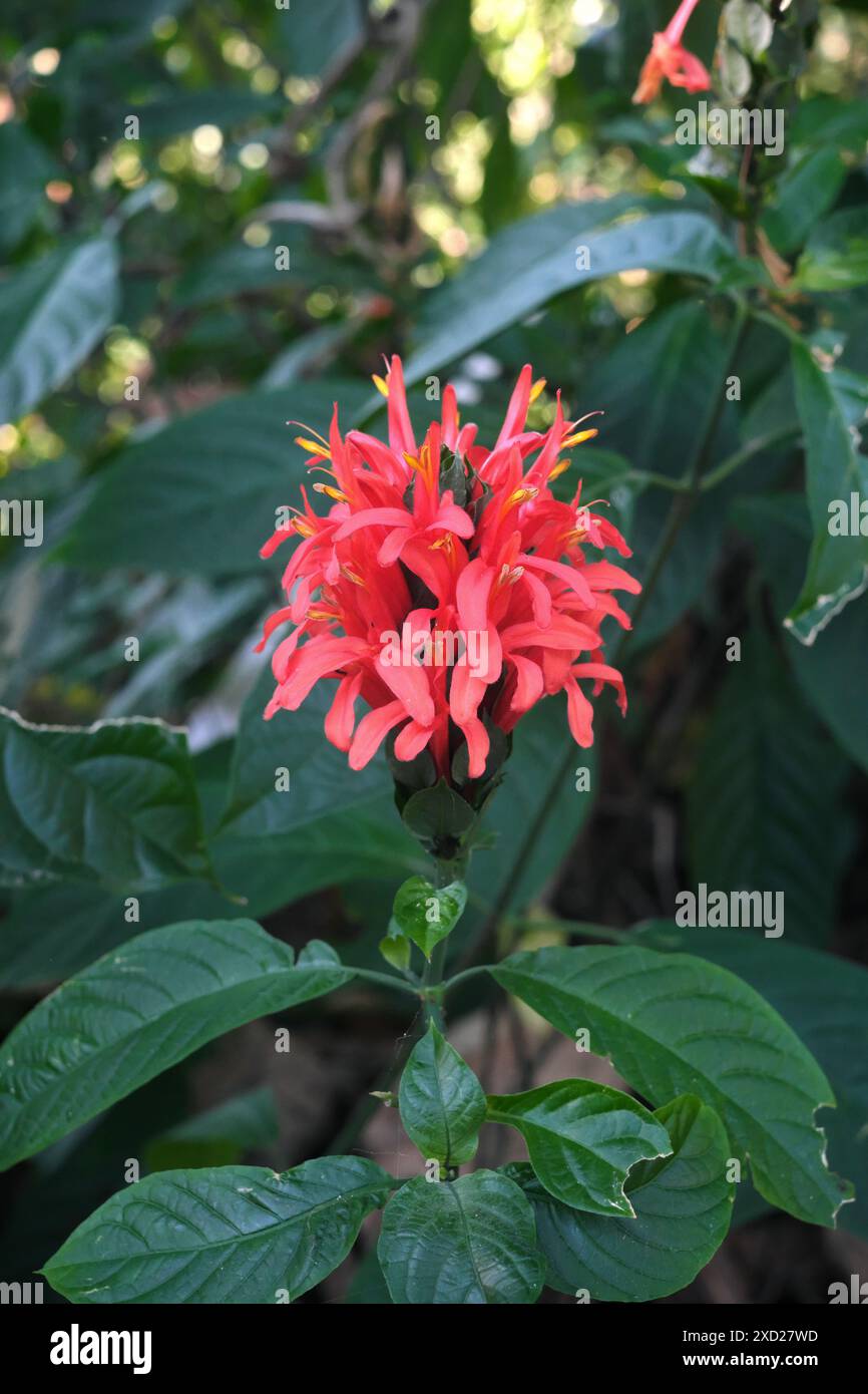 Closeup of Cardinal's Guard flower of Pachystachys coccinea plant in ...