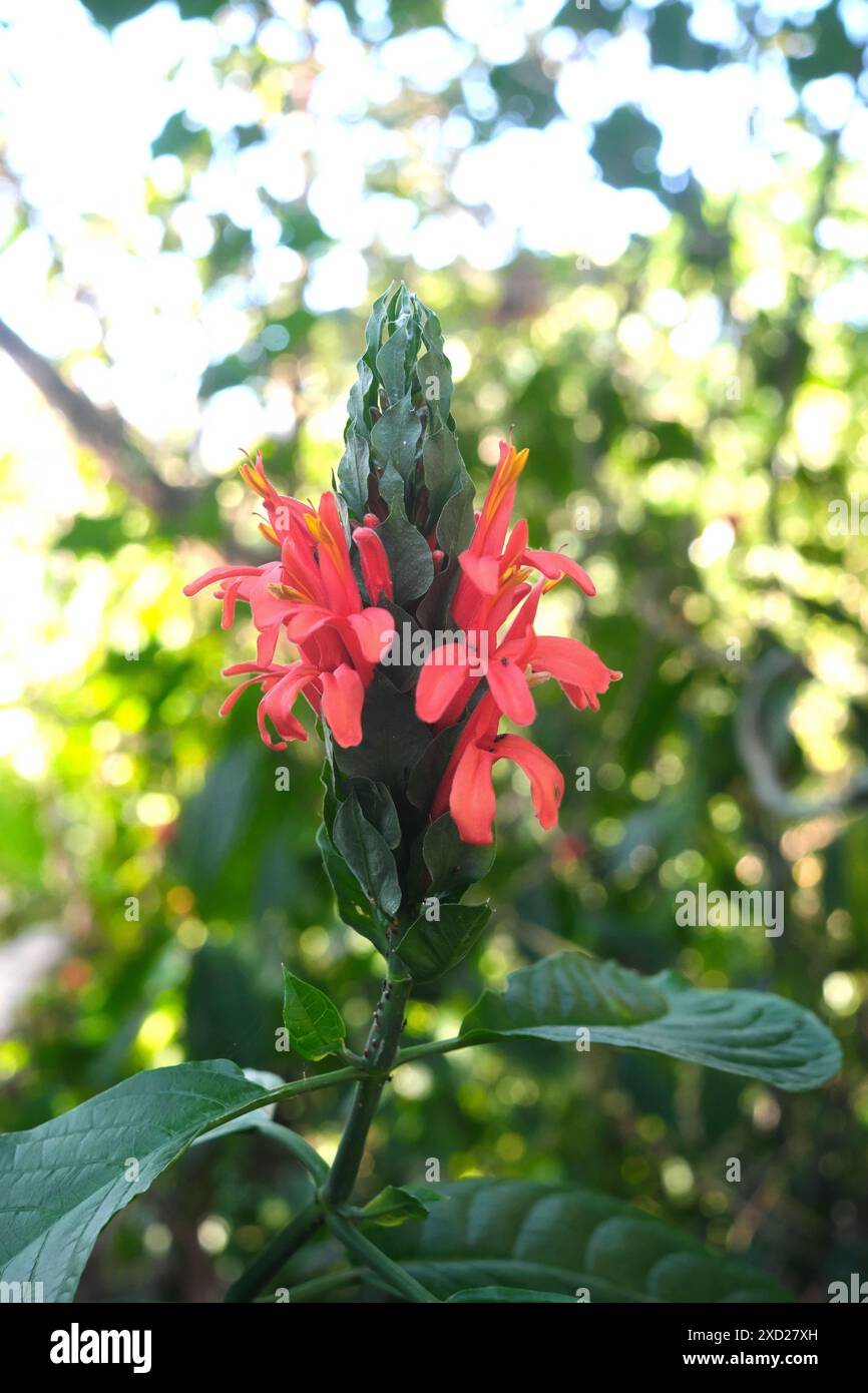 Closeup of Cardinal's Guard flower of Pachystachys coccinea plant in ...