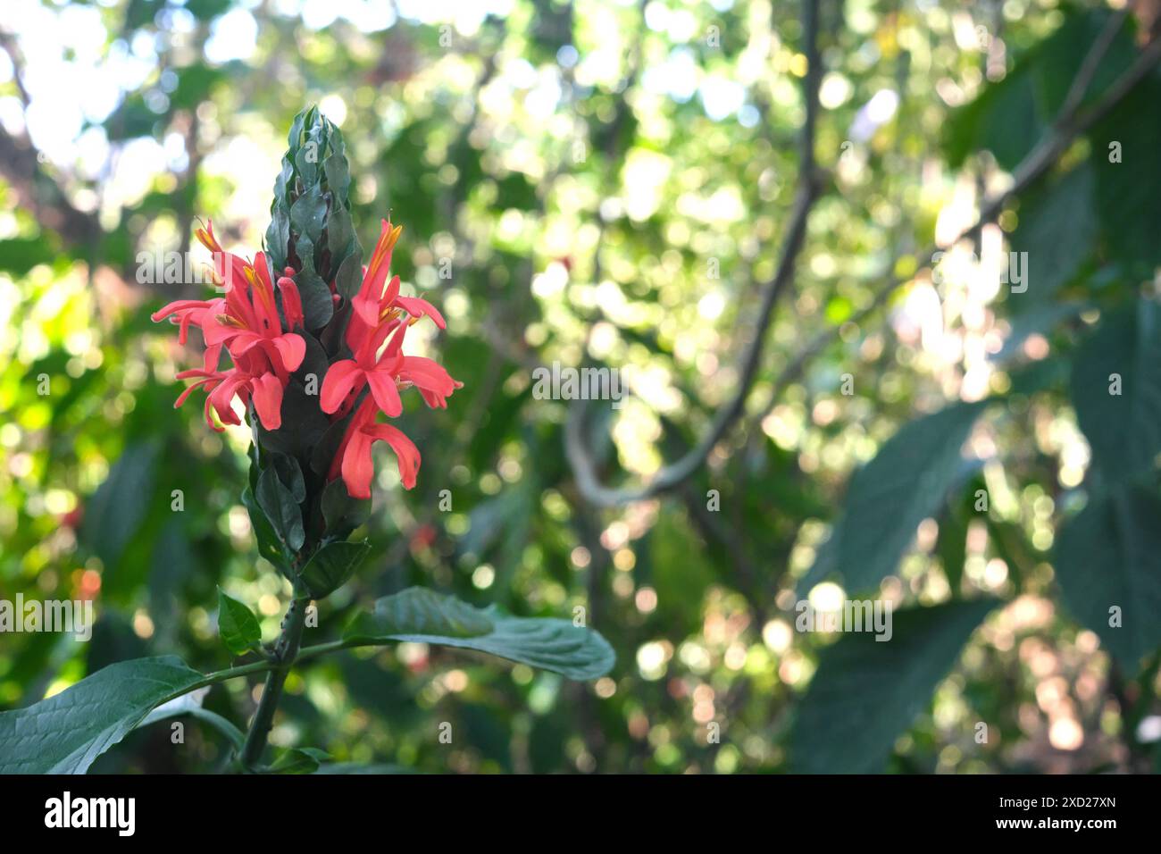 Closeup of Cardinal's Guard flower of Pachystachys coccinea plant in ...