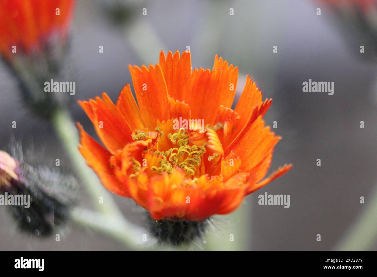 Macro Photo Close Up on Fox-and-Cubs Flower in garden setting Stock ...