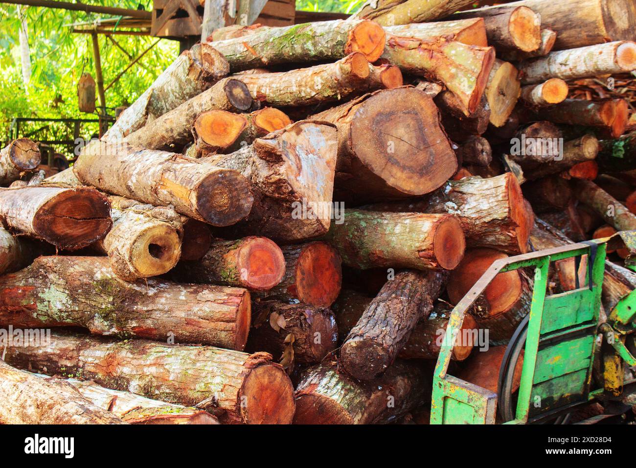 Pile and stack of wooden logs timber harvesting Stock Photo - Alamy