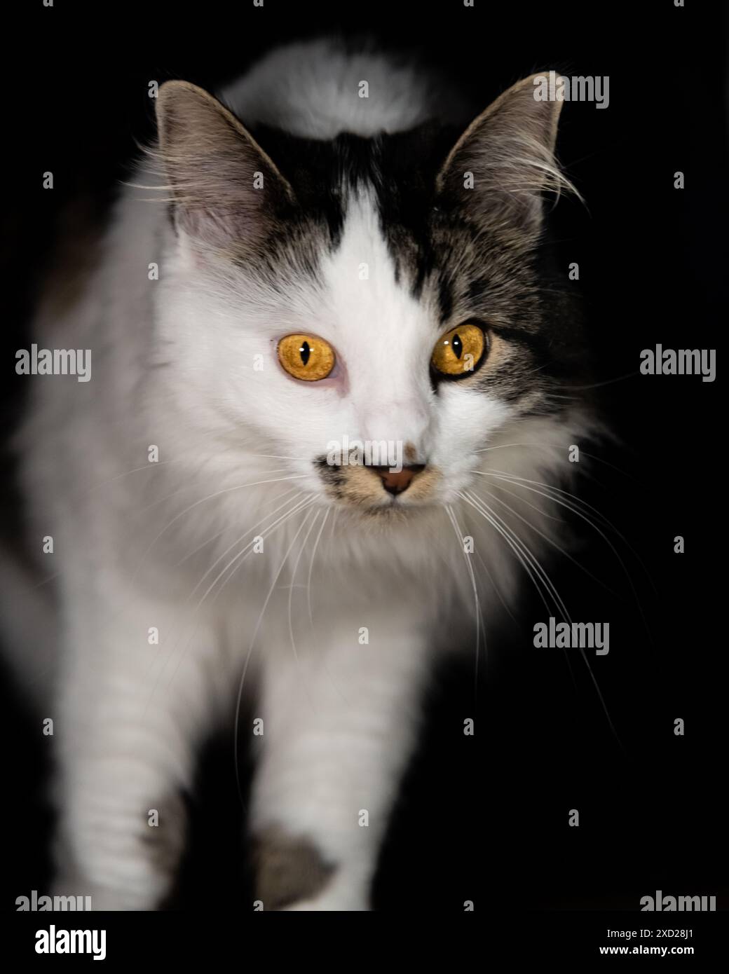 Stunning Maine Coone breed cat with bright orange eyes staring directly ...