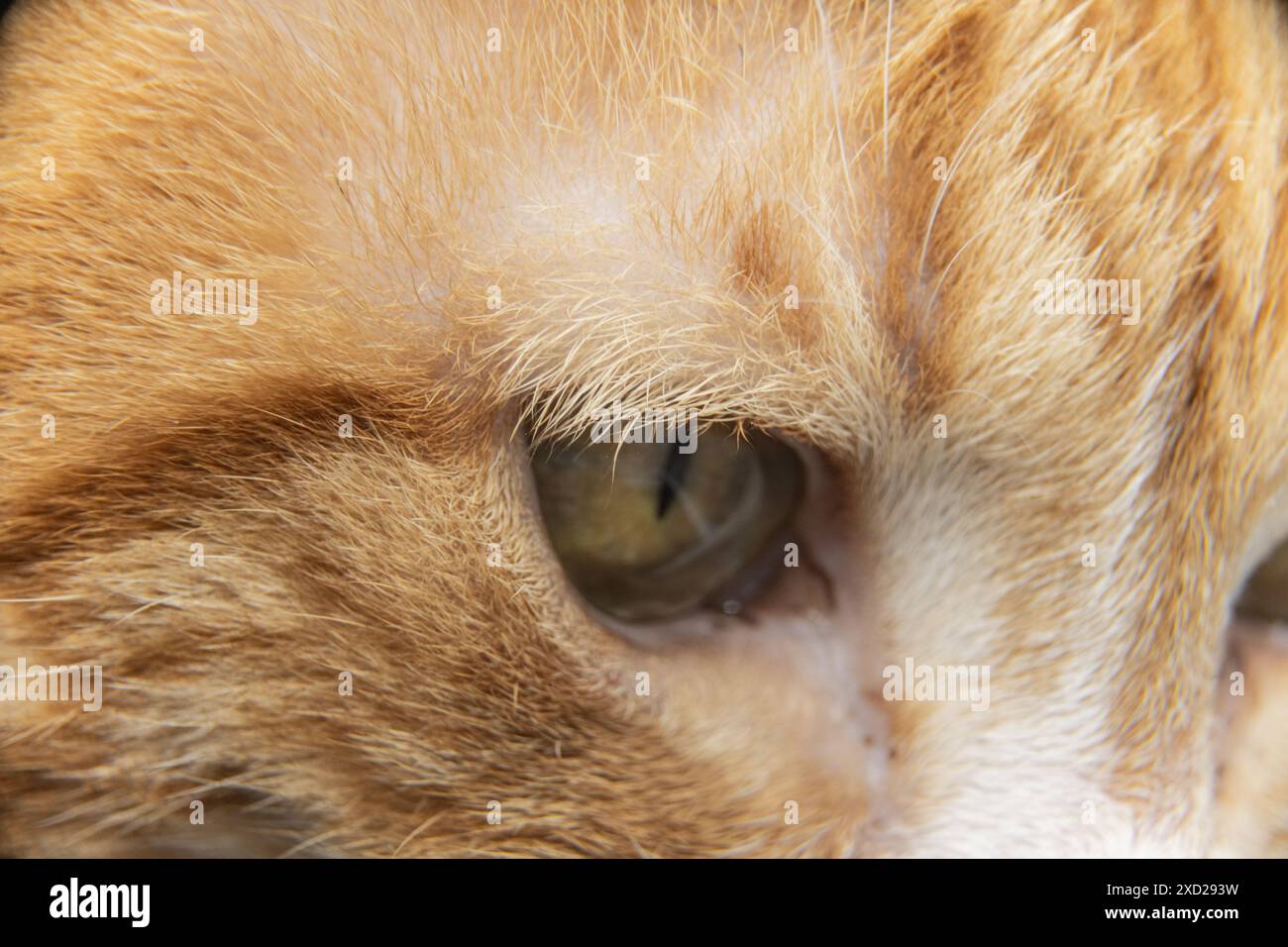 Close up shot of a ginger tabby cat, pet feline face with fur in focus ...