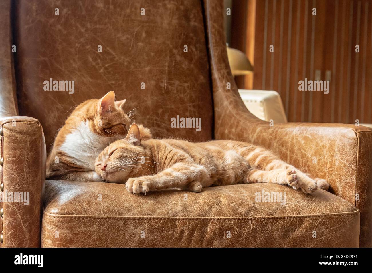 Two ginger sister cats hi-res stock photography and images - Alamy