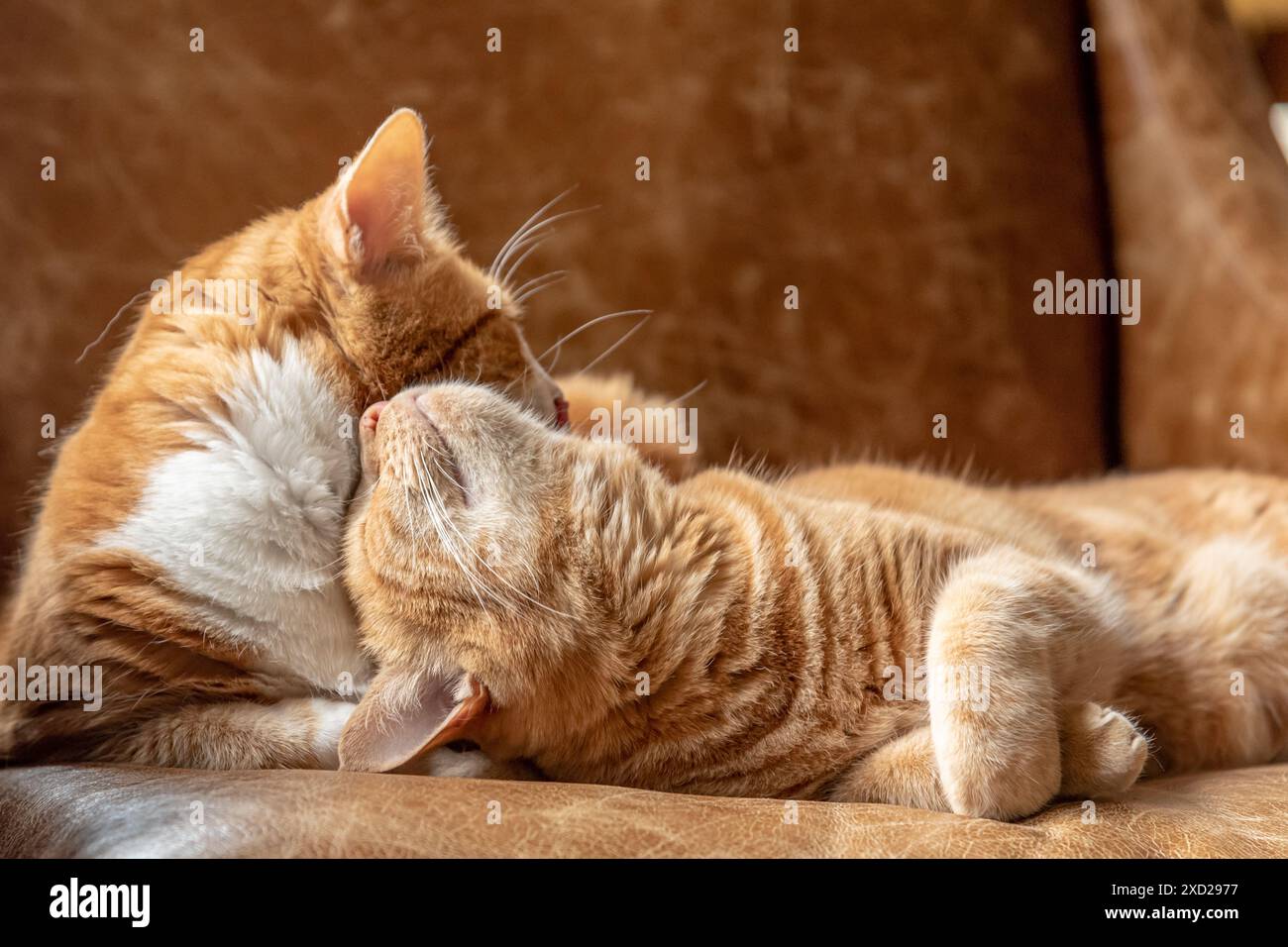 Two ginger sister cats feline laying on a couch cuddling, playing ...