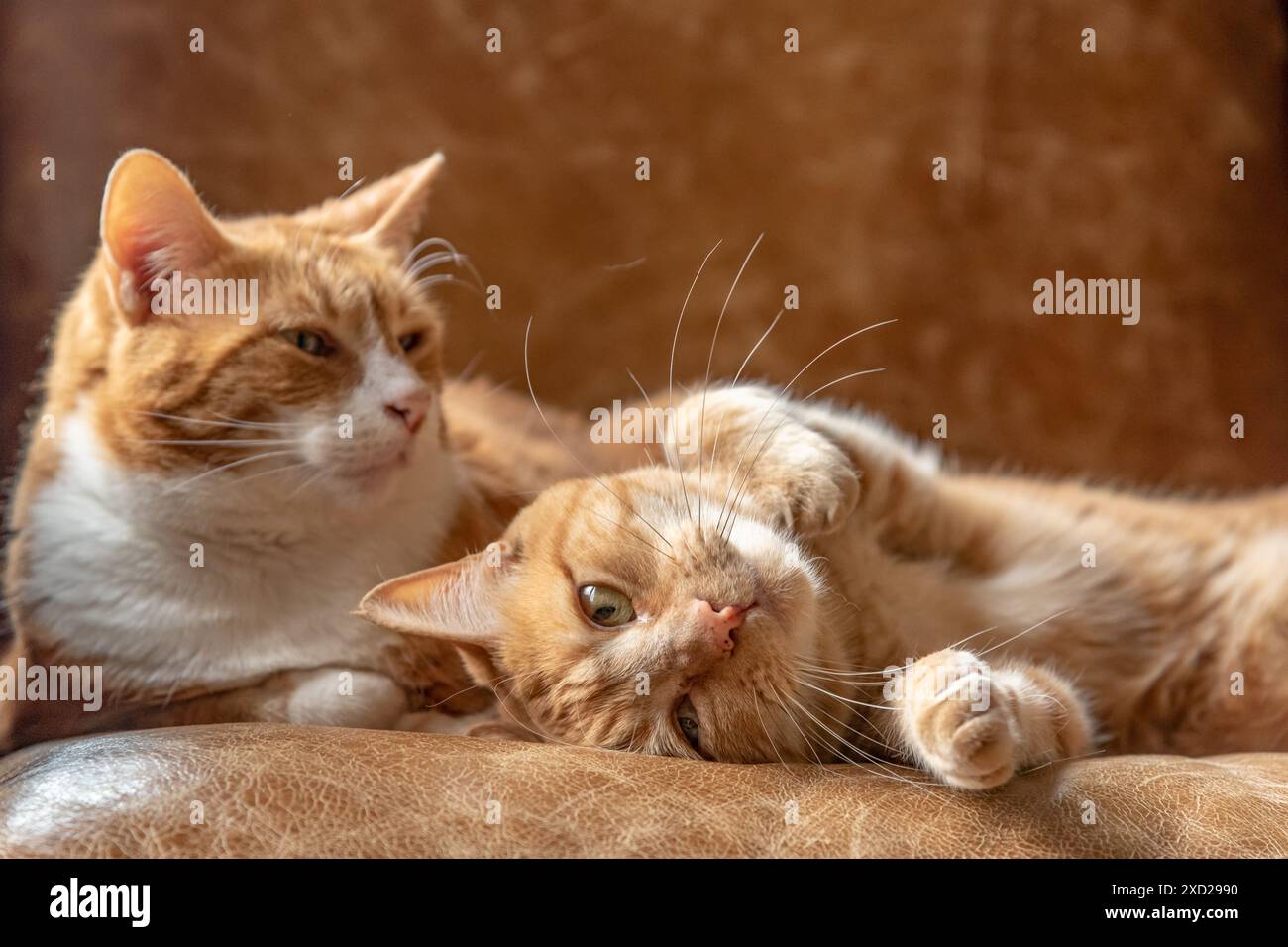 Two ginger sister cats feline laying on a couch cuddling, playing ...