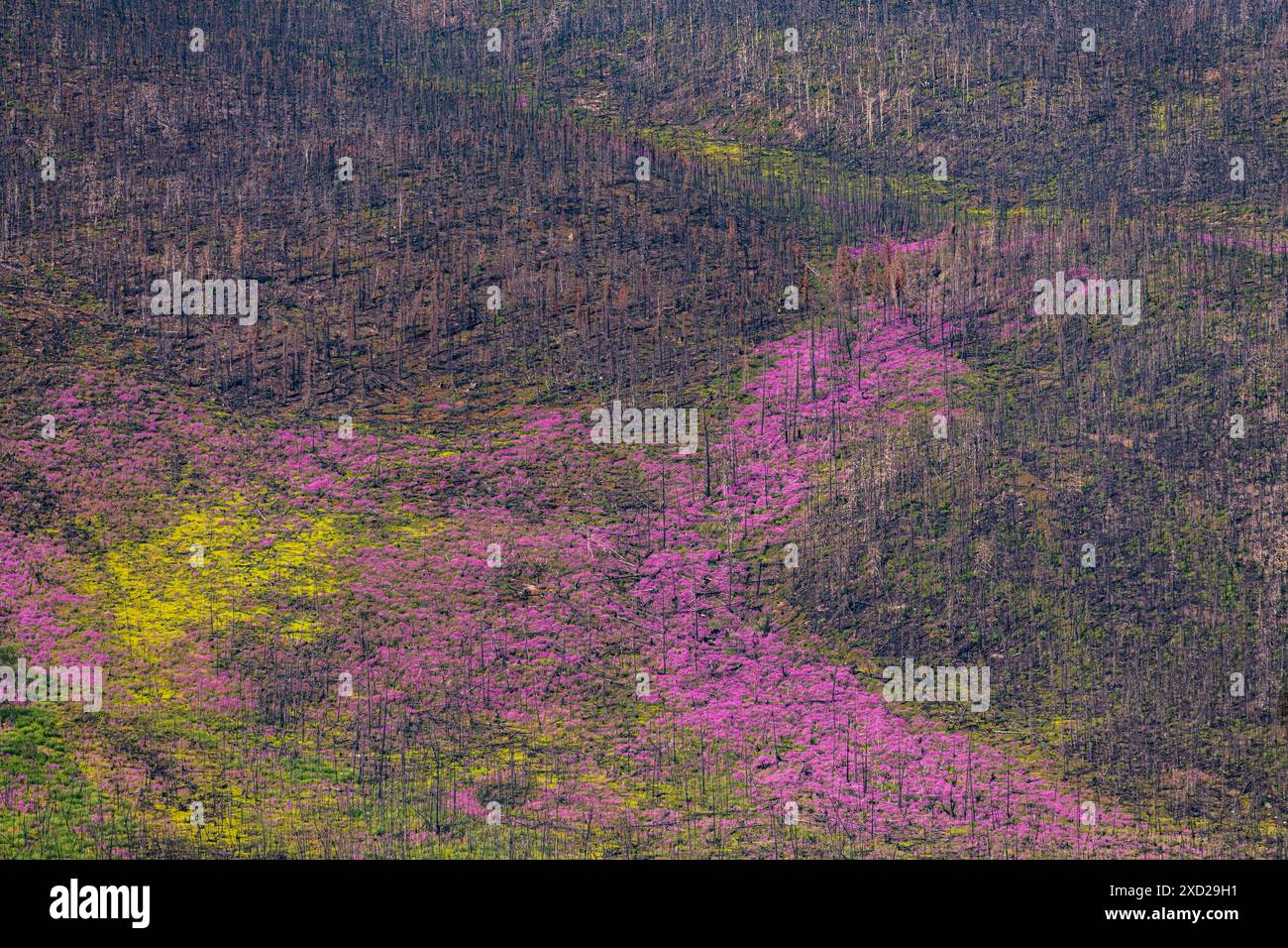 Fireweed flower regenerating after a forest fire. Full bloom during summer time in Yukon ...