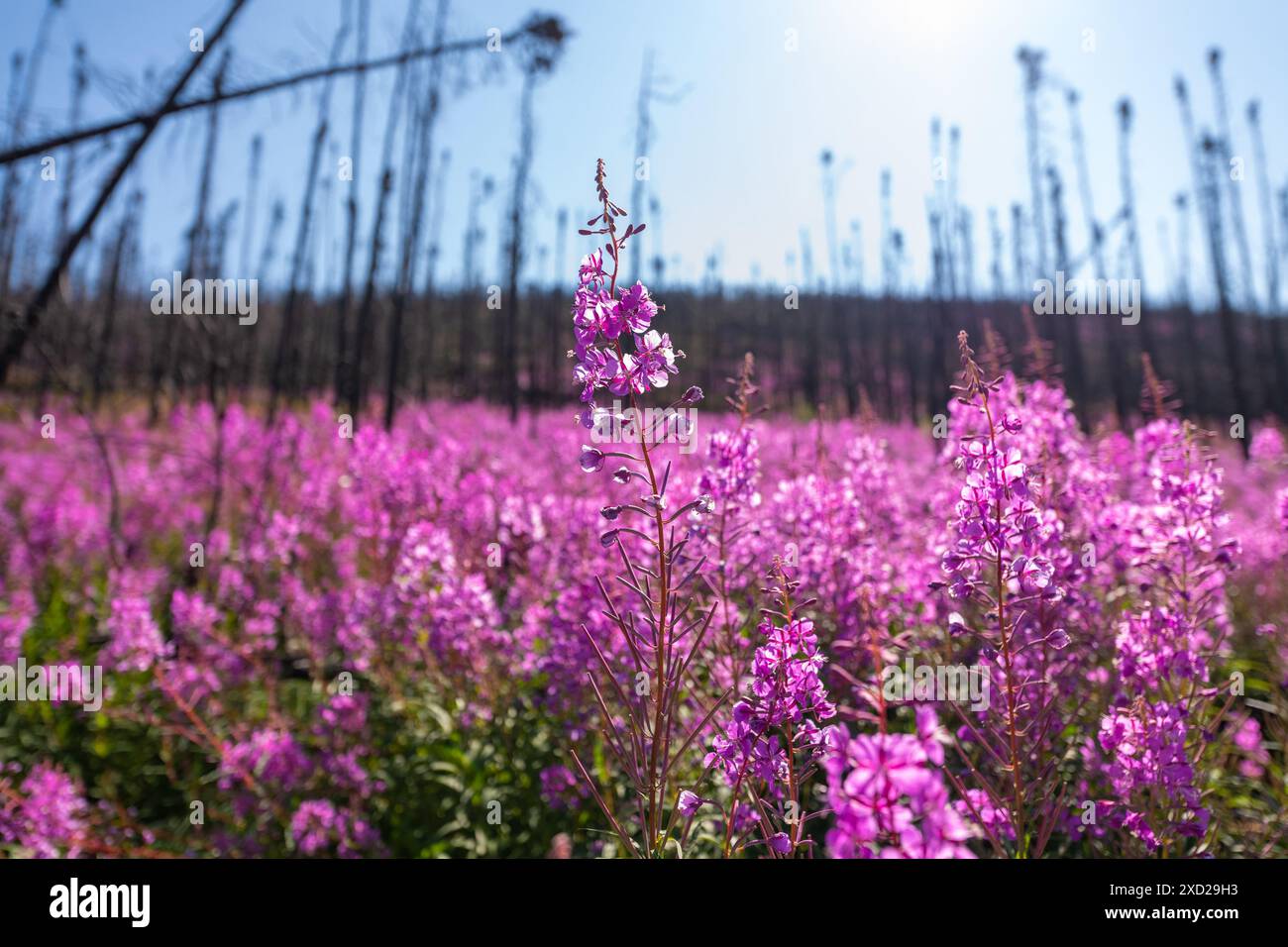 Stunning pink, purple fireweed flowers seen in full bloom during ...