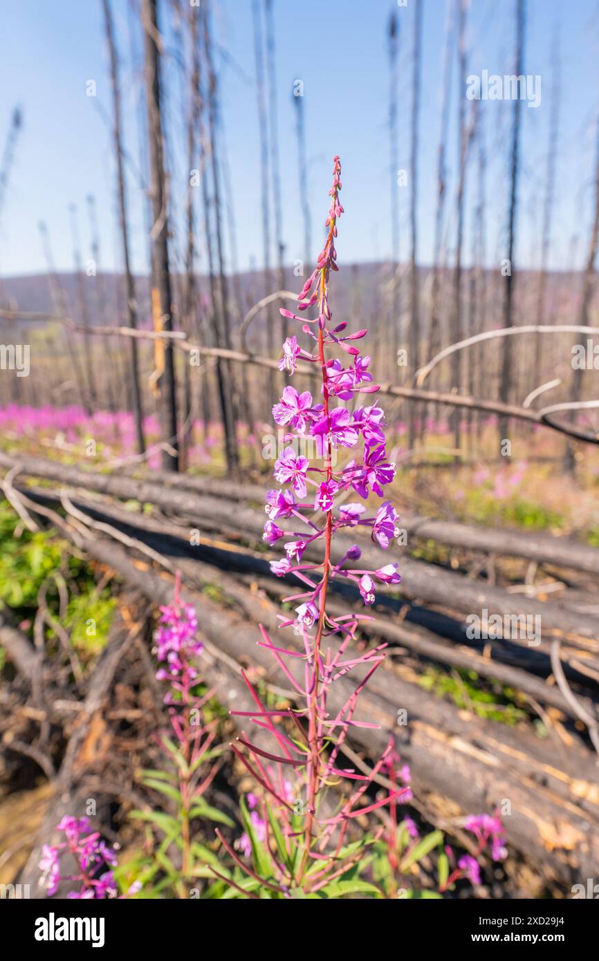 One single wild Fireweed plant flower seen in full bloom with blue sky ...