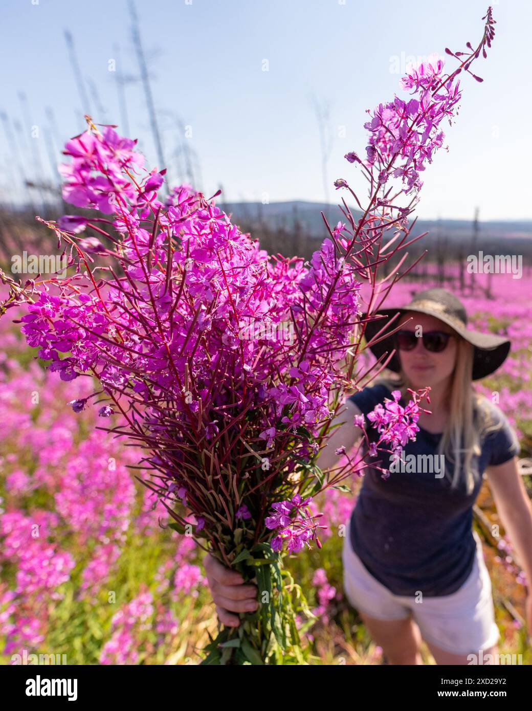 Woman holding a bunch of pink, purple wild flowers in summertime with ...