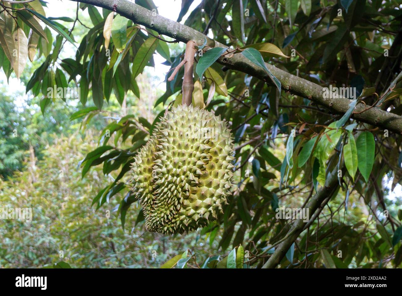 young durian fruit on tree in organic farm Stock Photo - Alamy