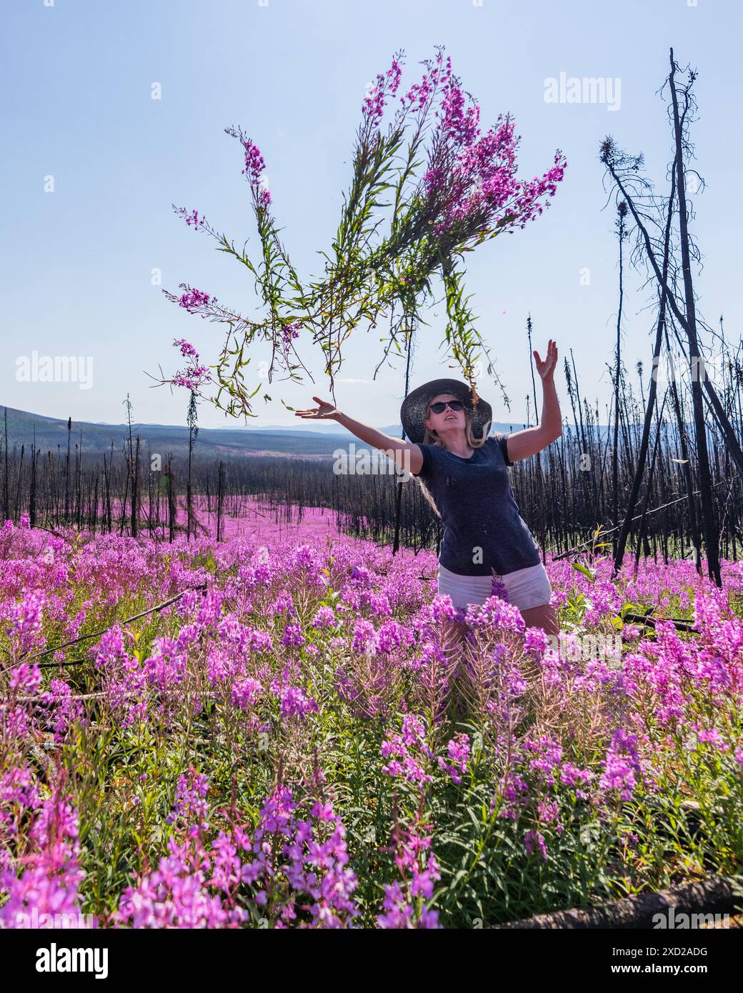 Woman with blue shirt, white shorts throwing a pink, purple Fireweed ...