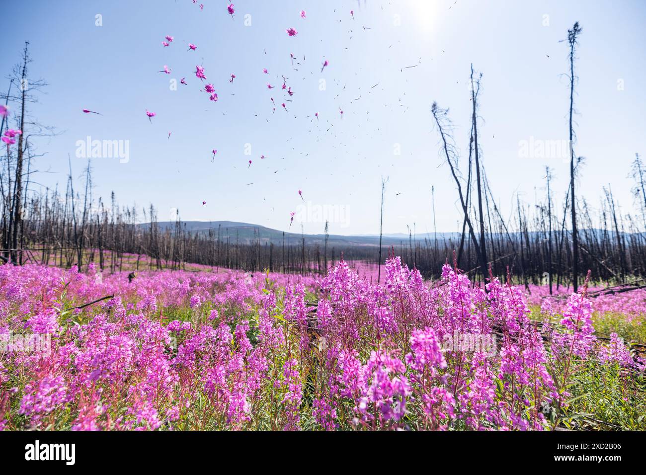 Stunning display of Fireweed flowers in full bloom during summer time ...